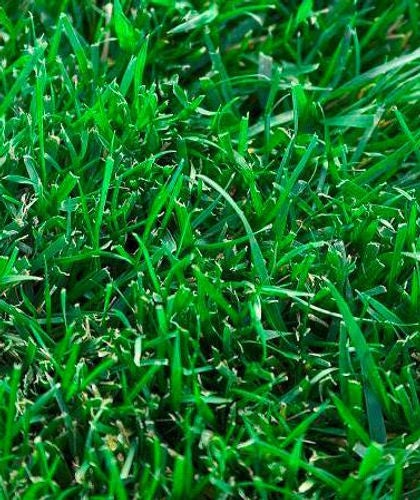 TALL FESCUE | Limestone Masonry Warehouse